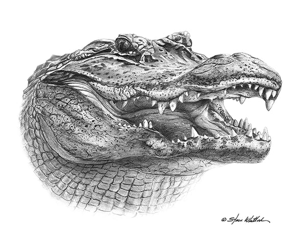Pencil Art | Bull Gator | Steve Whitlock Game Fish Art – Steve Whitlock ...