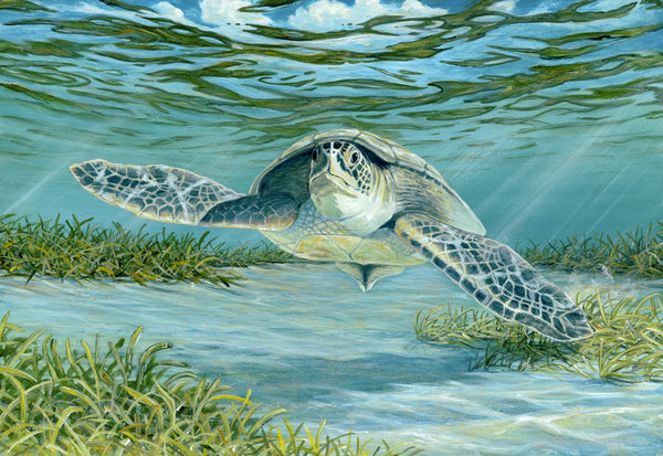 Fine Art | Sea Turtle | Steve Whitlock Game Fish Art – Steve Whitlock ...