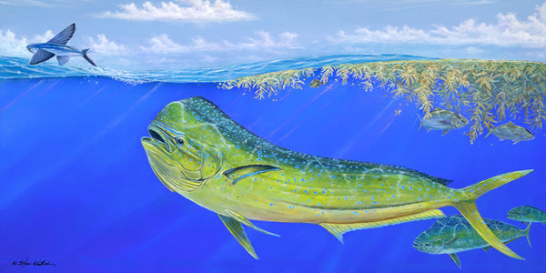 Fine Art | Weedline Mahi | Steve Whitlock Game Fish Art – Steve ...