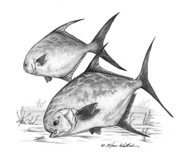 Pencil Art | Permit | Steve Whitlock Game Fish Art – Steve Whitlock ...